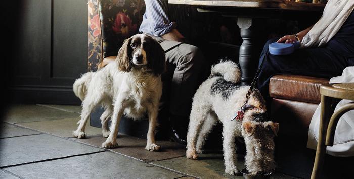 15 Dog Friendly Pubs in the North East | Living North