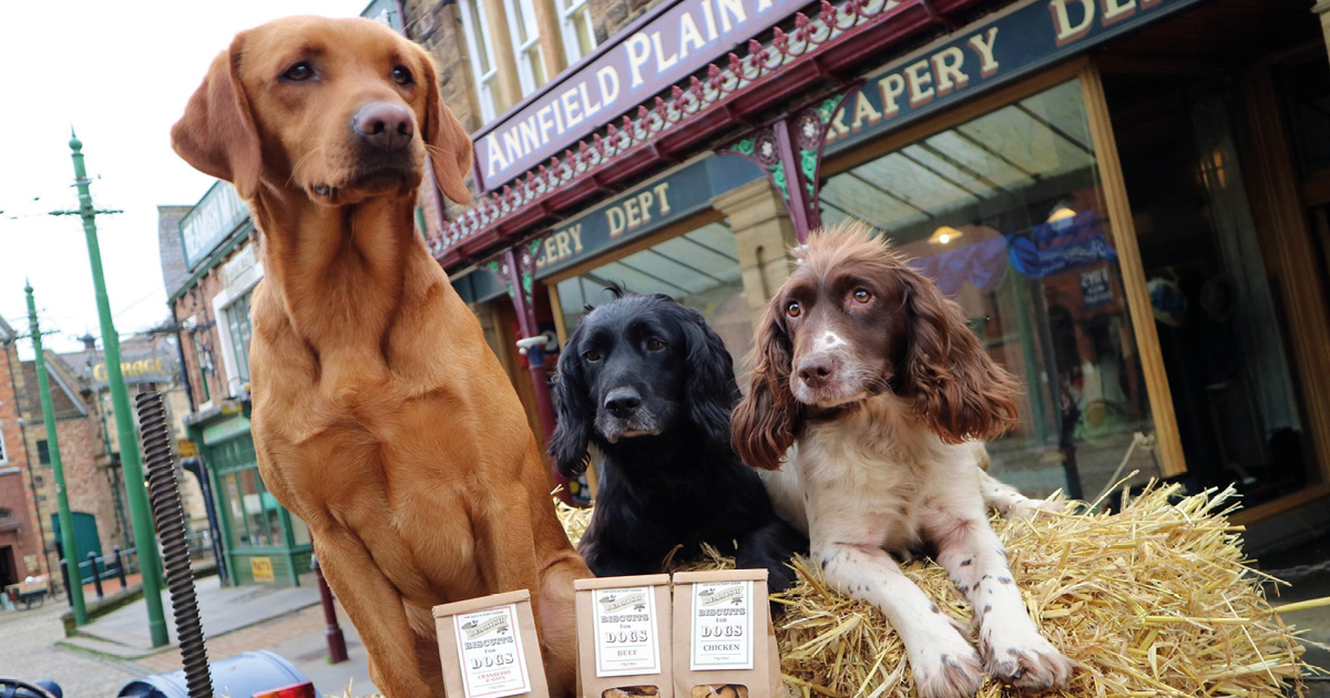 Air Dried Dog Food, Walks and Lavish Leads: What Dog Owners Need to ...