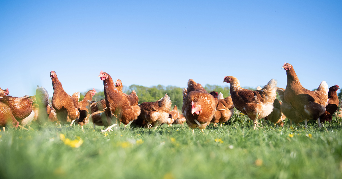 12 of the Best Farm Shops Across the North East | Living North