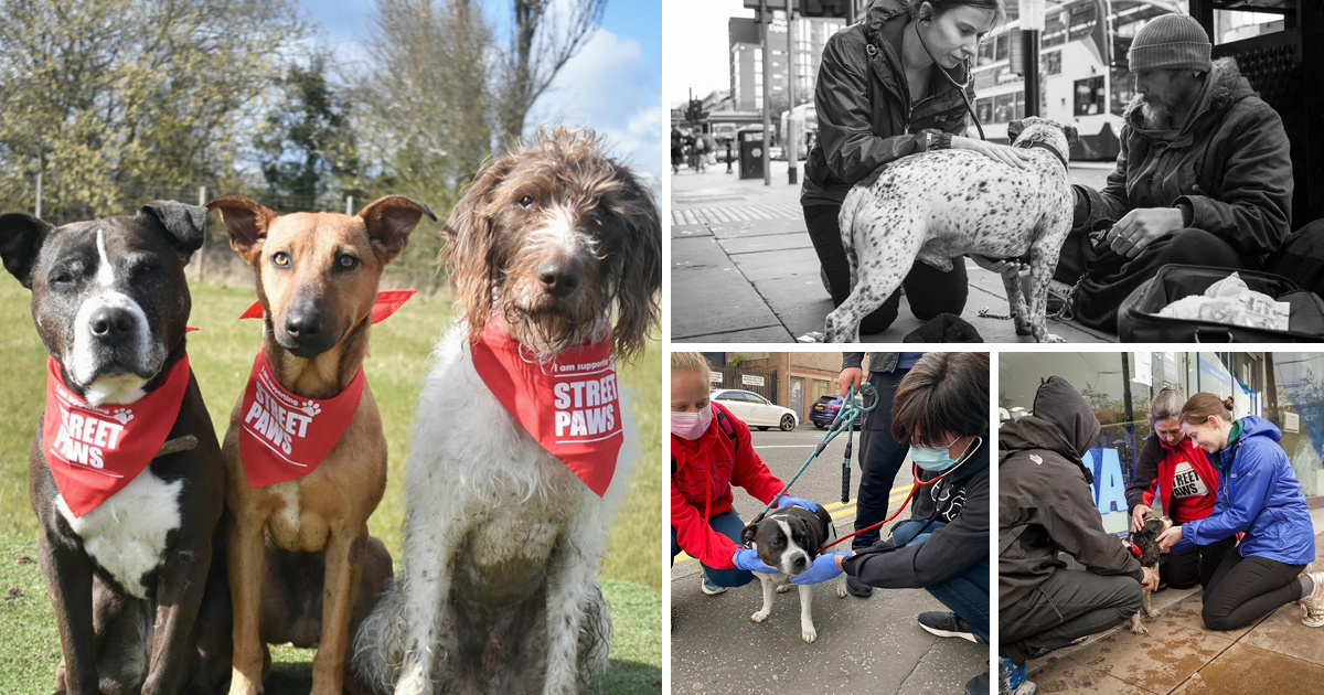 Newcastle Charity, Street Paws on Keeping Homeless Owners and their ...