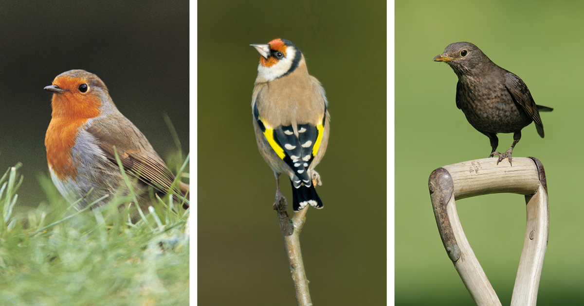 The Royal Society for the Protection of Birds' Big Garden Birdwatch is ...