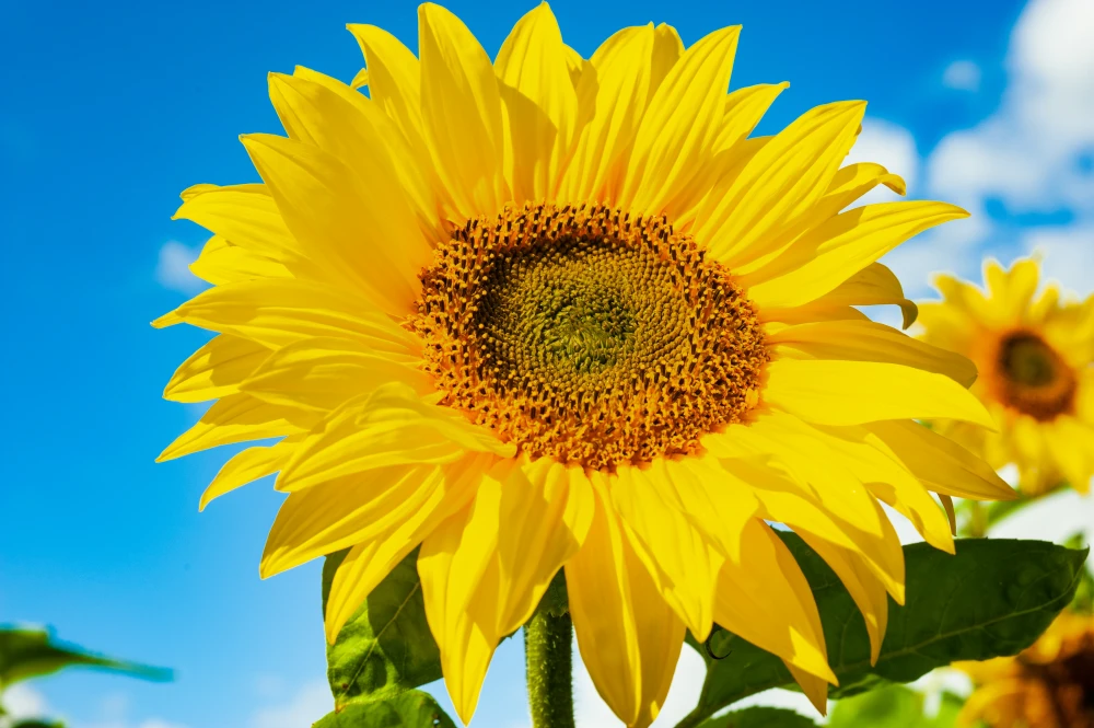 Seven Super Tips for Growing Sunflowers this Spring | Living North