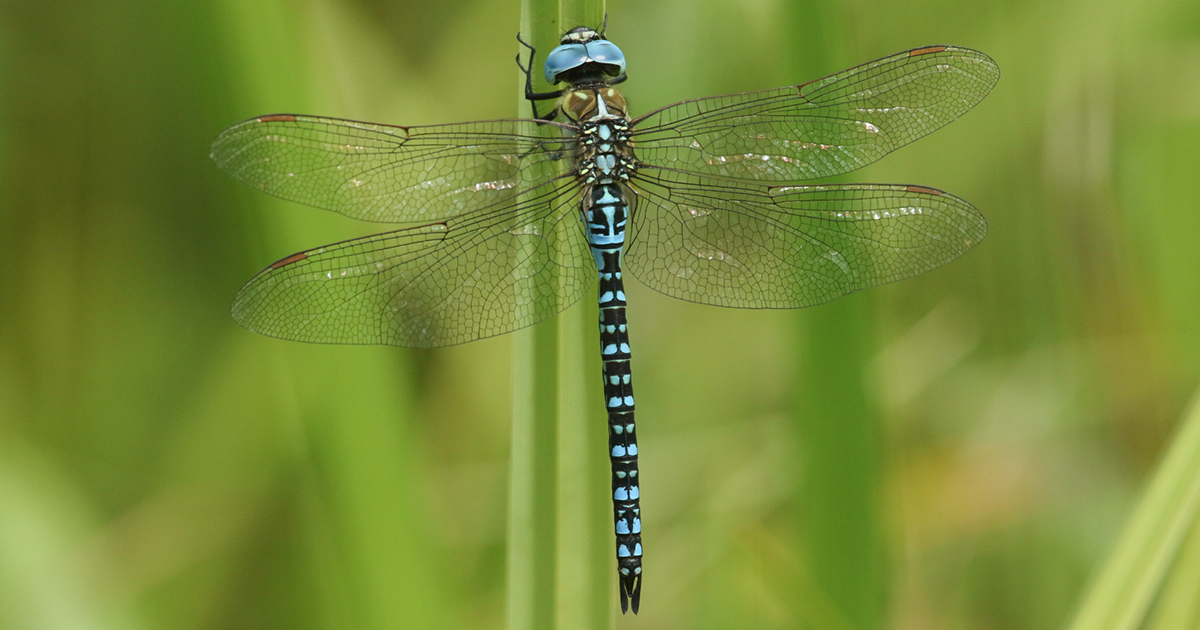 See the Dragonflies and Damselflies at RSPB Saltholme in Teesside with the New Boardwalk and ...