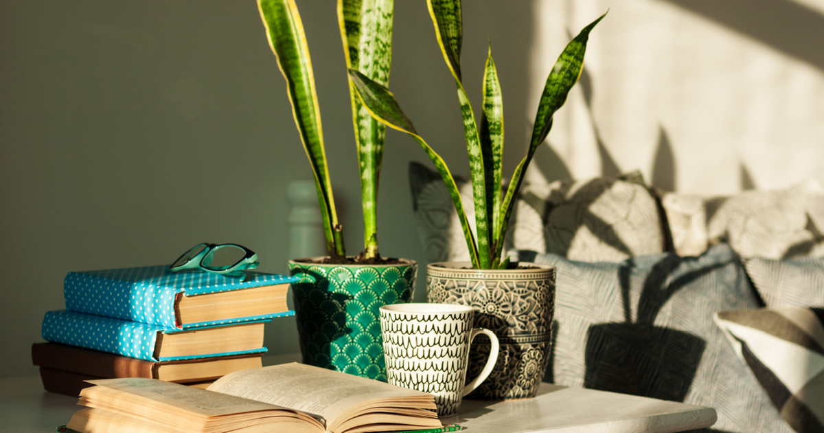 The Best Mood-Boosting Plants for your Home | Living North