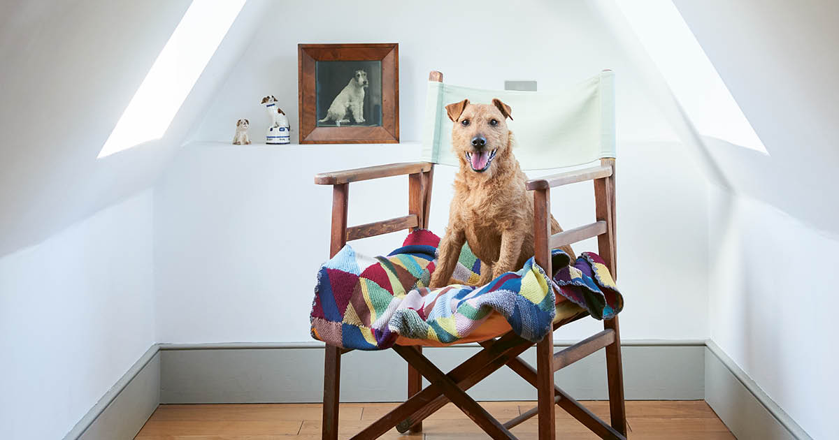 Cool Dogs, Cool Homes: This Book Shows You How to Live in Style With ...