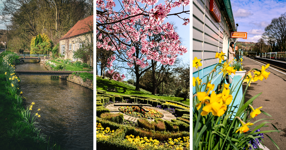 Landscape and Flower Photography Taken in Whitby and on the North ...