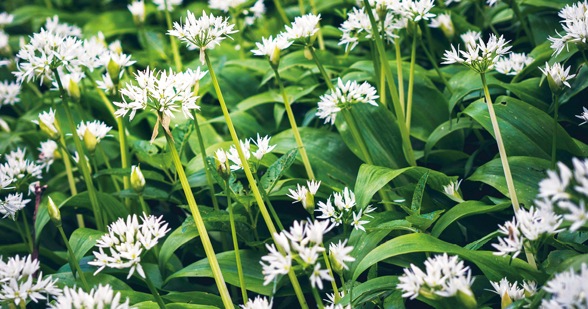 How to Recognise and Use Wild Garlic including Wild Garlic Pesto Recipe ...