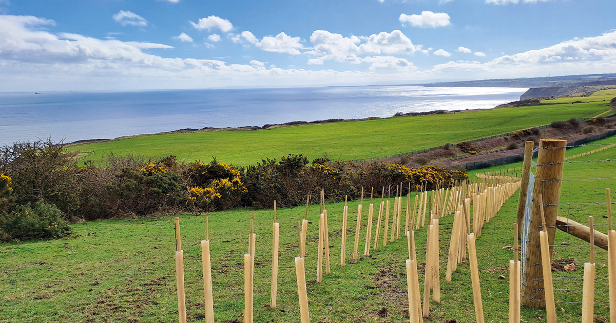 How National Trust Project Planting Hedgerows on County Durham Coast ...