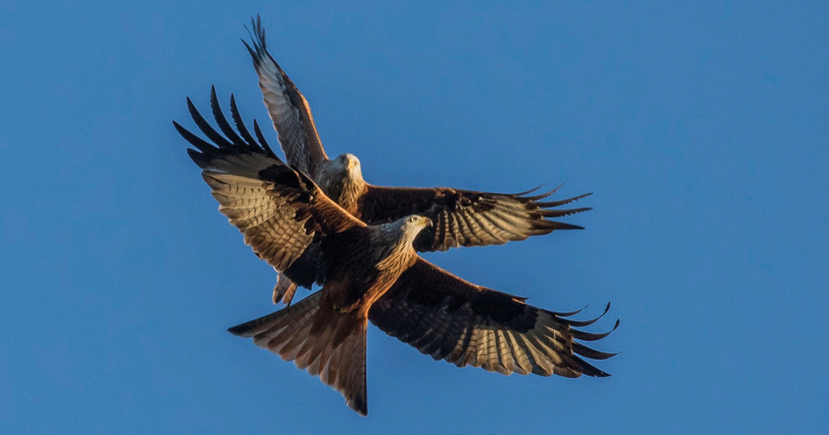 How to See Red Kites in The North East in Autumn 2024 | Living North