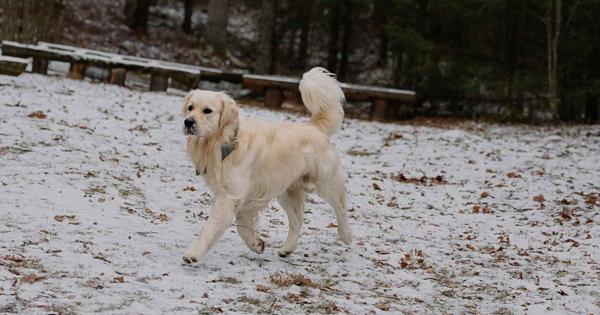 Dog-Friendly Days Out in the North East and Yorkshire Including ...