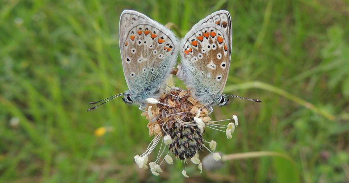 North East Nature Reserve RSPB Saltholme Creates New Habitats for Rare ...