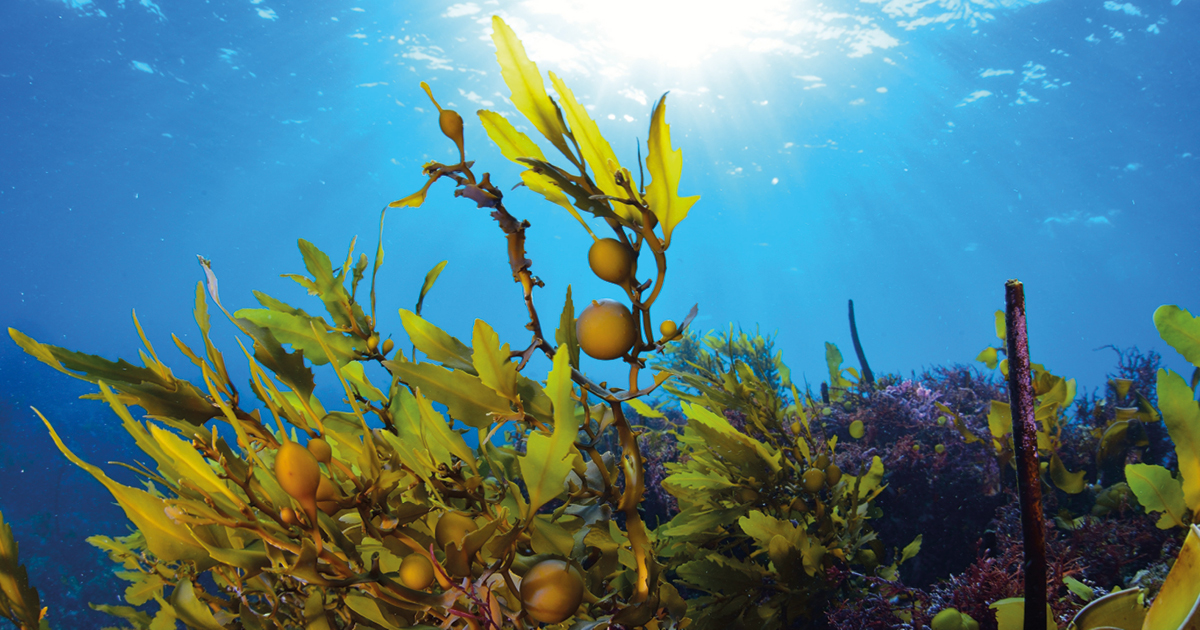Seaweed Beauty Products including The Ordinary's Marine Hyaluronics ...