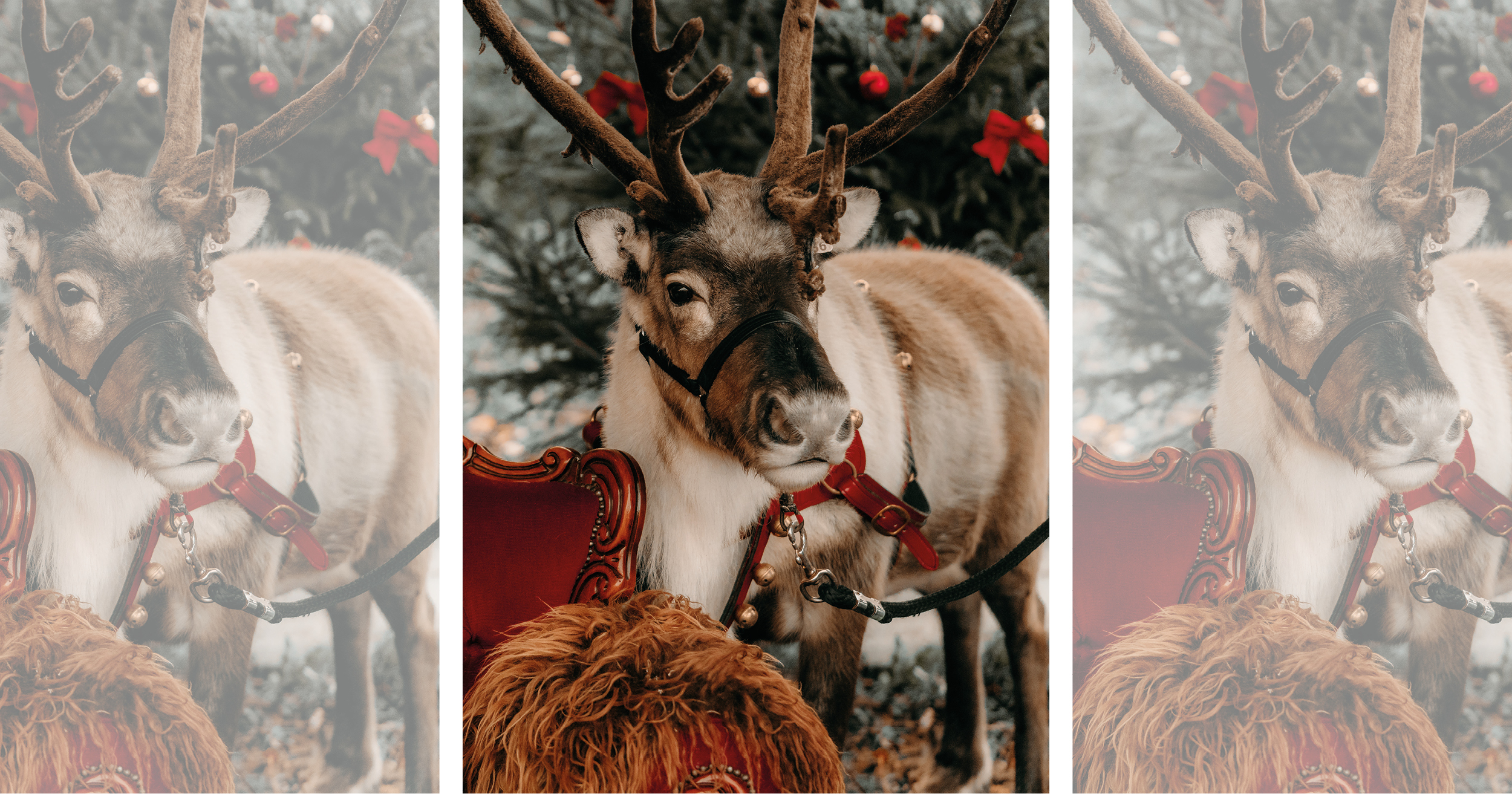 Where To See Santa's Reindeer in the North East This Christmas | Living ...